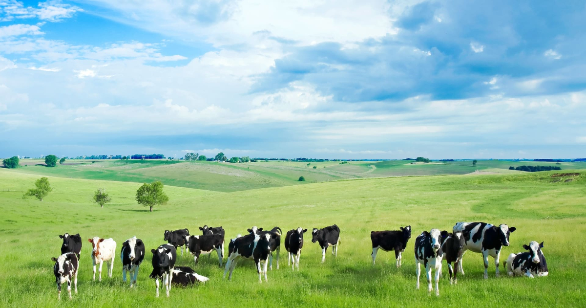 Increased sales for Ramburg Beef with SAP Business One | SEIDOR