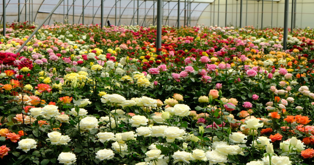 SAP Business One has improved operational efficiency for Sian Roses ...